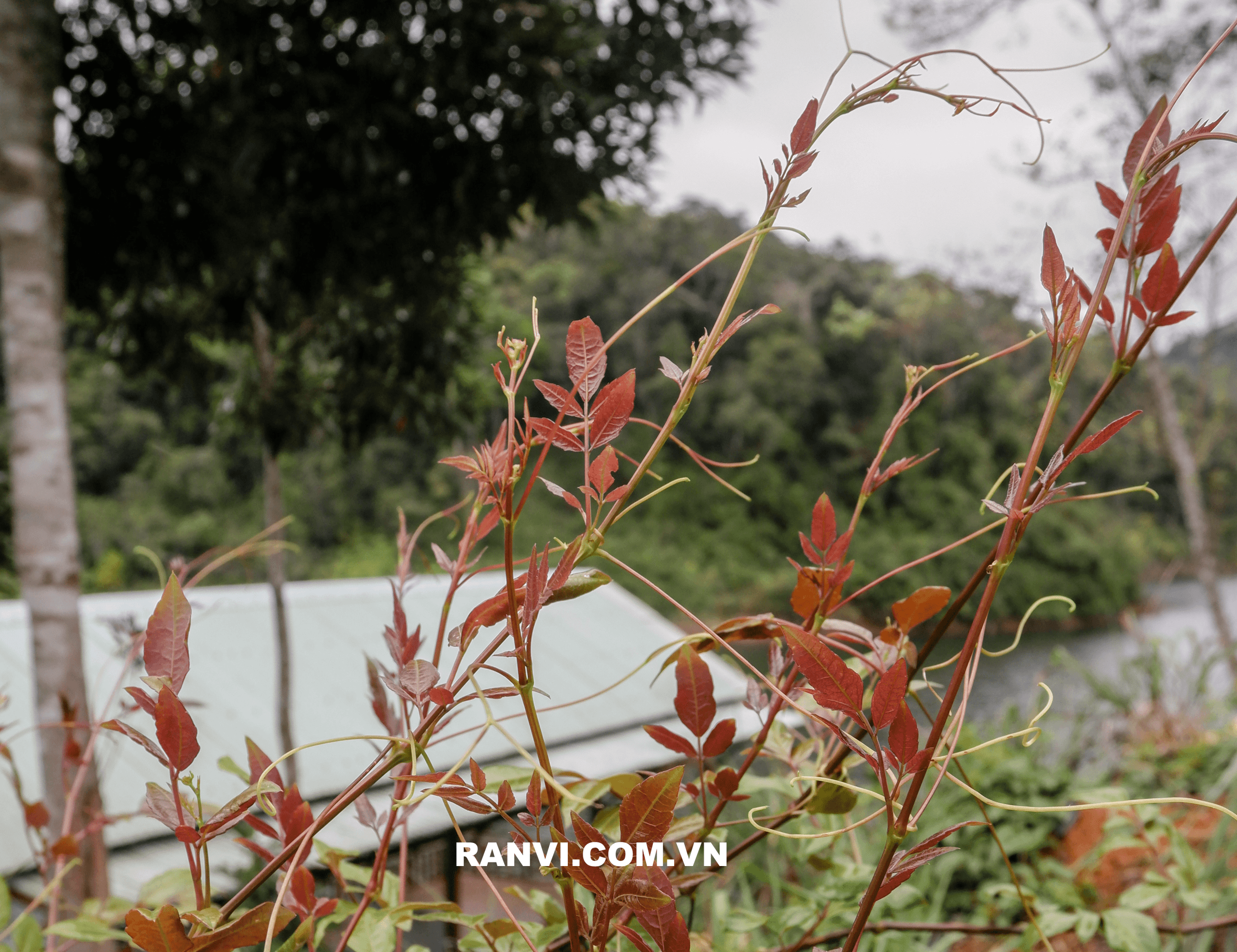 Tác hại của Chè Dây: Những lưu ý trước khi sử dụng! - Ranvi